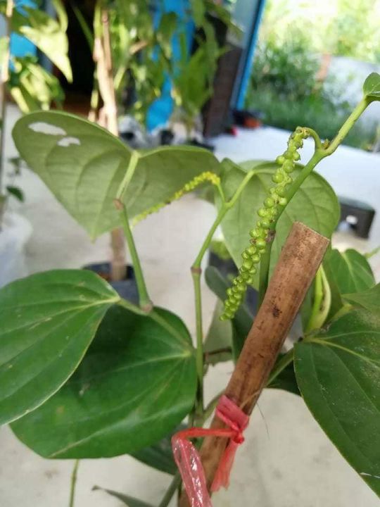 POKOK LADA HITAM HYBRID | Lazada