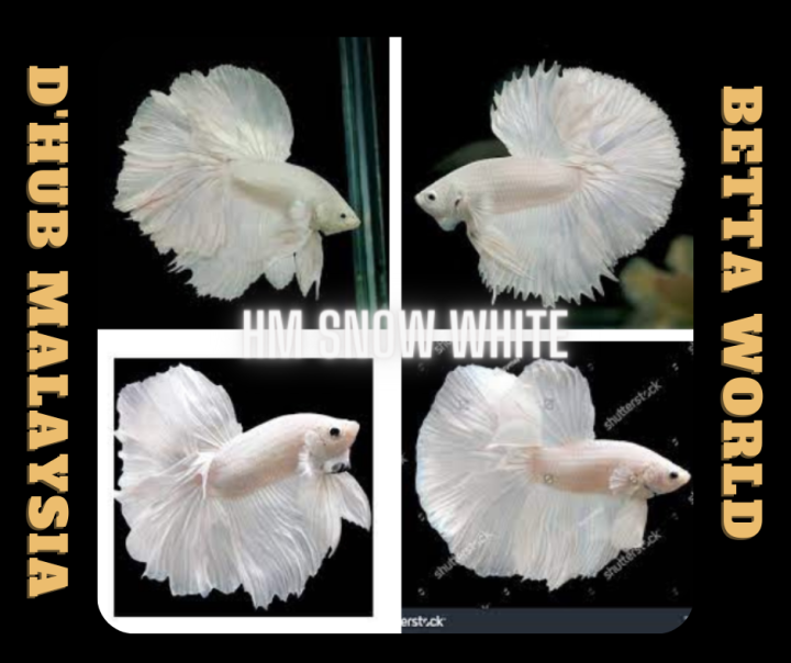 D'HUB Halfmoon Snow White Betta Fish / Ikan Laga HM Halfmoon Snow White ...
