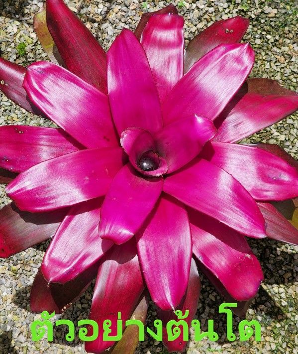สับปะรดสี Neo. Purple Star ต้นไม้ ตกแต่งสวน ไม้ประดับ ฟอกอากาศ | Lazada ...