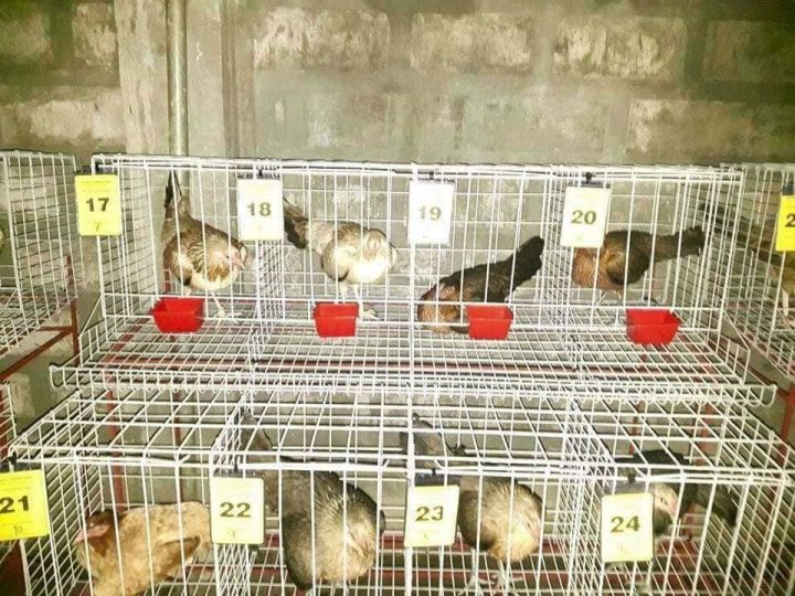 Battery cages Galvanize original lowest priced | Lazada PH