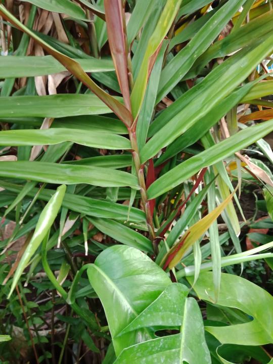 luyang itim 2 stems very stable in agribag not uprooted | Lazada PH