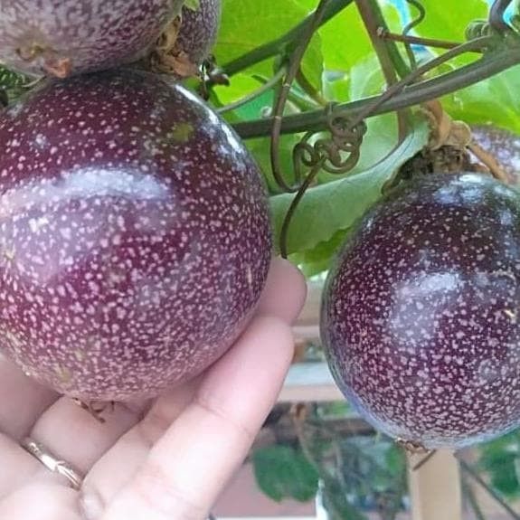 COD / BUAH MARKISA SEGAR 1 KG ( FASSIFLORA EDULIS ) TERMURAH | Lazada Indonesia