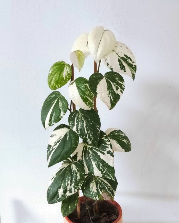 Tanaman bunga Sirih variegata putih | Lazada Indonesia