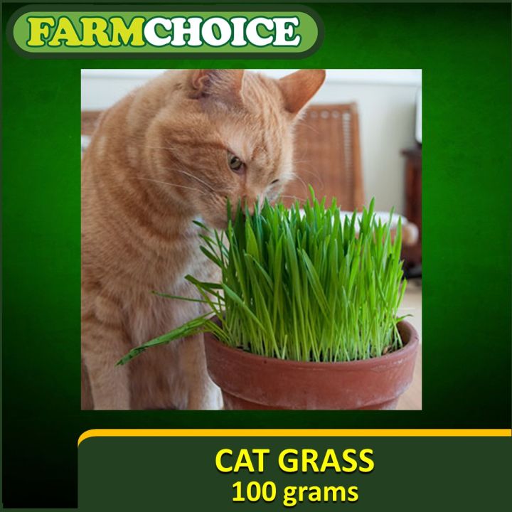 (100 grams) Natural CAT GRASS Seeds - 100% Organic, Non-GMO | Lazada PH