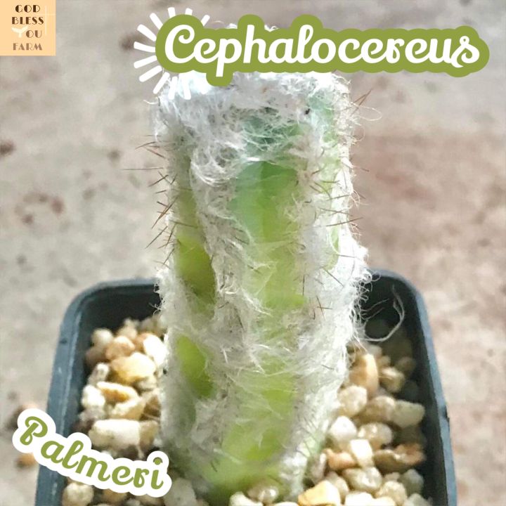[ตอ ปาล์มเมอร์อาย] Cephalocereus Palmeri ส่งพร้อมกระถาง แคคตัส Cactus ...