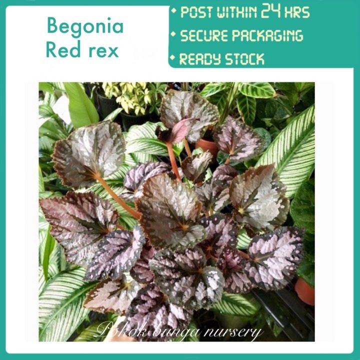 PBN - begonia red rex - pokok bunga nursery asam batu bercorak indoor ...