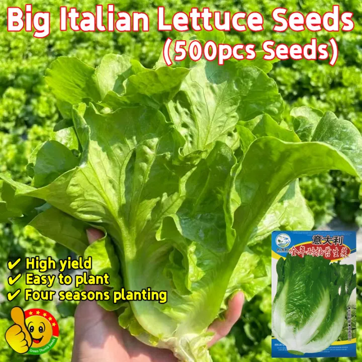 100% Original Big Italian Lettuce Vegetable Seeds (500pcs Seeds) Biji ...