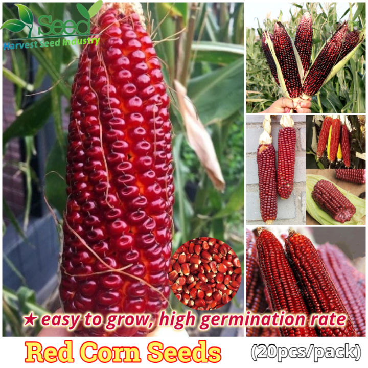[Fast Germination] Red Corn Seeds for Planting (20 Seeds/pack, Suitable ...
