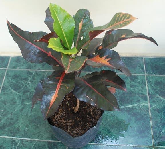 Tanaman Hias Puring Bangkok / Batik Bali | Lazada Indonesia