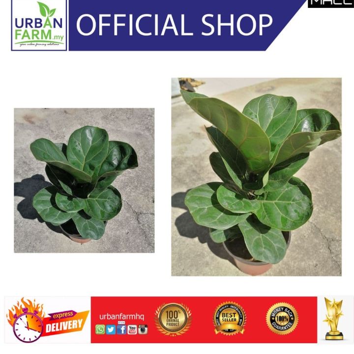 Ready Stock (Big & Small) "Ficus Lyrata" Fiddle Fig Indoor Plant plant ...