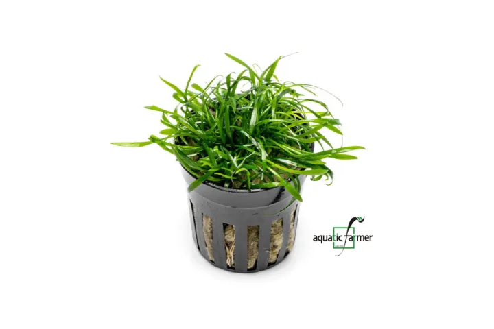 [SG READY STOCKS Live Aquatic Plant] Cryptocoryne parva Potted by ...
