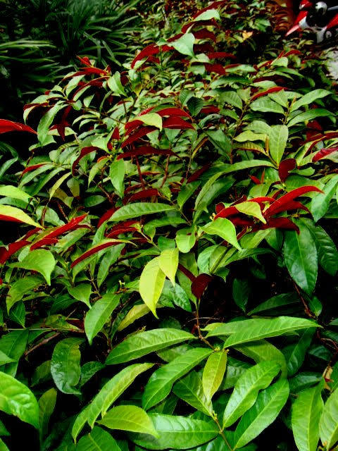 Picarra Jungle Fire Excoecaria cochinchinensis bicolor / Variegata ...