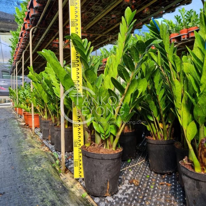 TKL - 🌱Big Size ZZ Plant🌱Zamioculcas Zamiifolia 60cm 大型金钱树 | Lazada