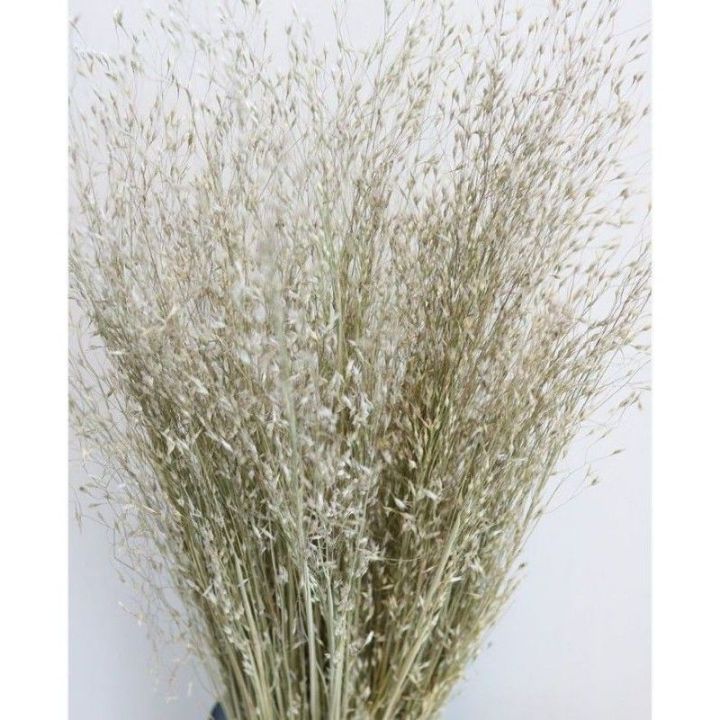 DRIED WILD MISTY (half bunch) HOME DECOR/ FLOWER ARRANGEMENT | Lazada PH