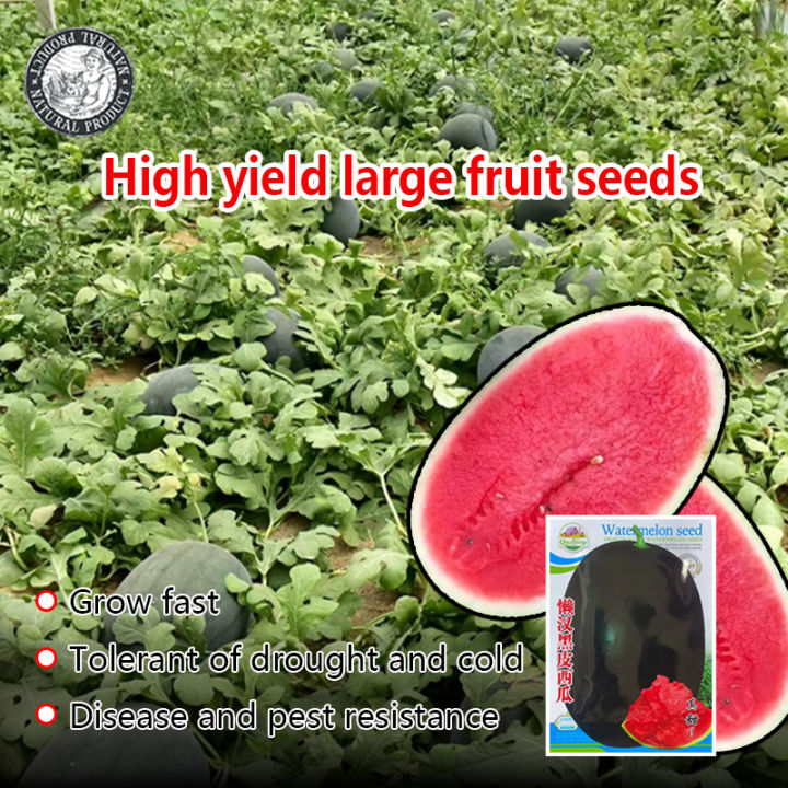 Easy to plant-Giant Black Beauty Watermelon Seeds for Planting (20 ...