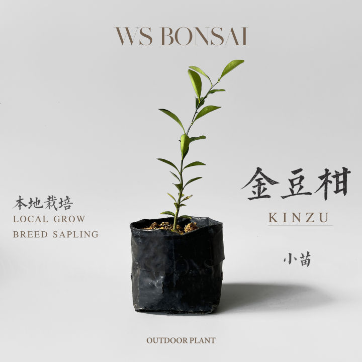 Kinzu Dwarf Orange Sapling One year old 金豆柑 一年树苗 Bonsai Limau | Lazada