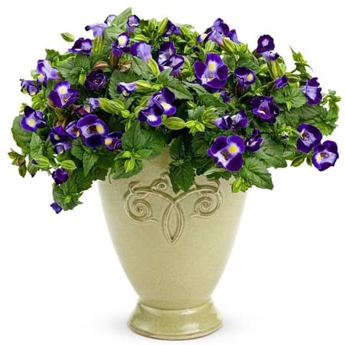 Tanaman hias Torenia bunga biru - Torenia fournieri blue | Lazada Indonesia