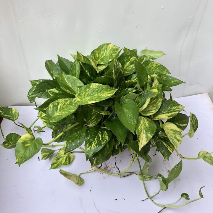 Cây vạn liên thanh thủy sinh (Ảnh thật) | Lazada.vn