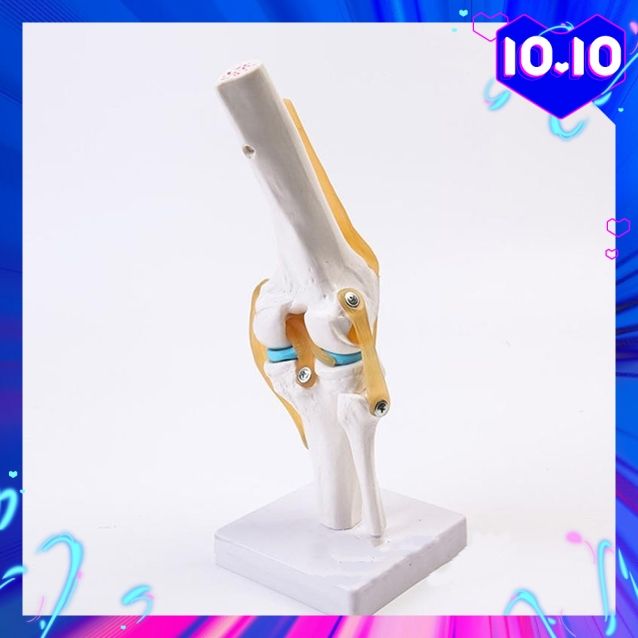 Fake Knee Human Knee Joint Anatomy Model, Life Size, With Base,Right ...