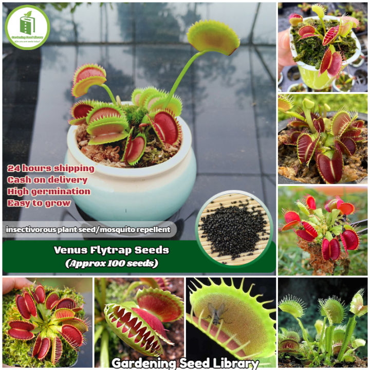 Kadar kecambah 95%-(isi 100butir biji)Venus Flytrap seeds paket benih ...