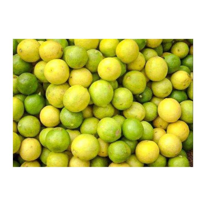 India Fresh Lemon Yellow (Origin: India) | Lazada Singapore