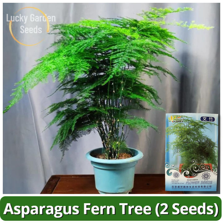 High Quality Asparagus Fern Tree Seeds (2 Seeds) Benih Bunga 文竹种子 ...