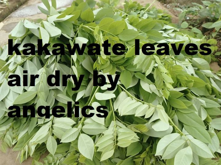 kakawate leaves / madre de cacao 1 kilo | Lazada PH