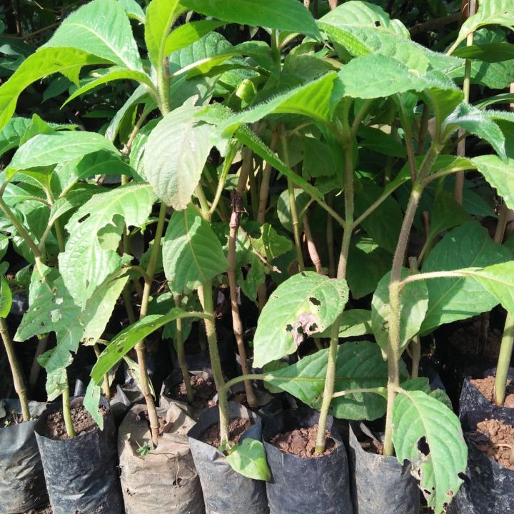 Hemat - Isi 3 - Bibit Tanaman Trichantera gigantea - Sumber Hijauan ...