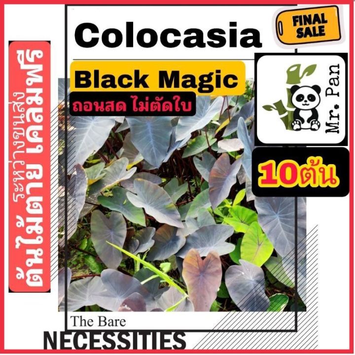 Nadthida ขาย10ต้น Colocasia Black Magic ถอนสด ไม่ตัดใบ โคโลคาเซีย เเบล็คเมจิก Nadtida ต้นไม้ตาย ...