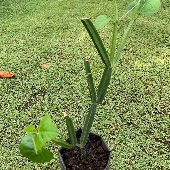 Pokok Patah tulang/ pokok katam seribu | Lazada