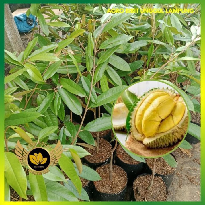 Bibit Durian Montong Asli Tanaman Buah Duren Montong Cepat Buah Super ...