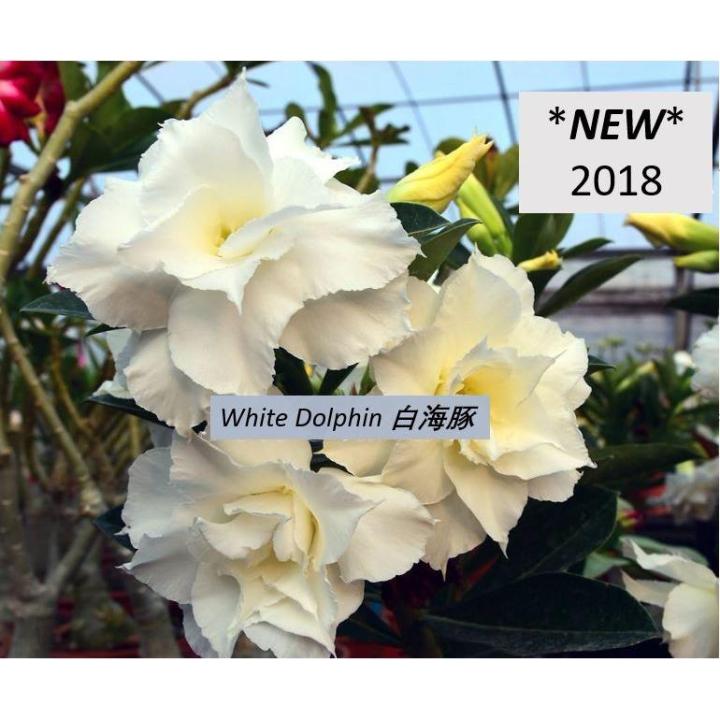 10 Pcs Adenium Fu Gui Flower Desert Rose Seeds Benih Bunga Kemboja Seed ...