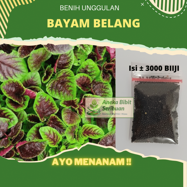 ±3000 biji - Benih bayam belang panen 25 harian , benih bayam loreng ...