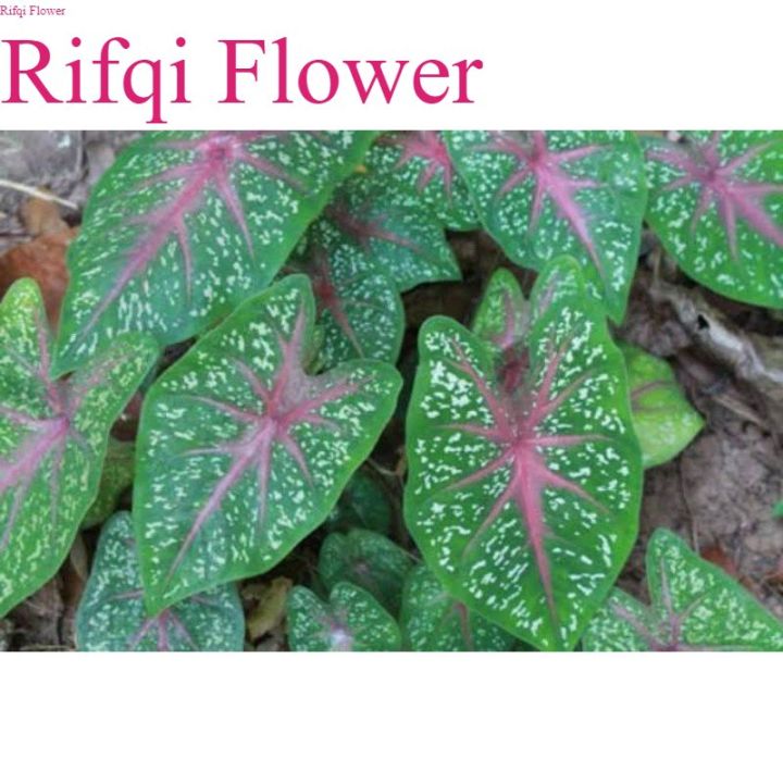 Tanaman Hias Keladi Red Star Caladium Bicolor Kaladium Merah Campur ...