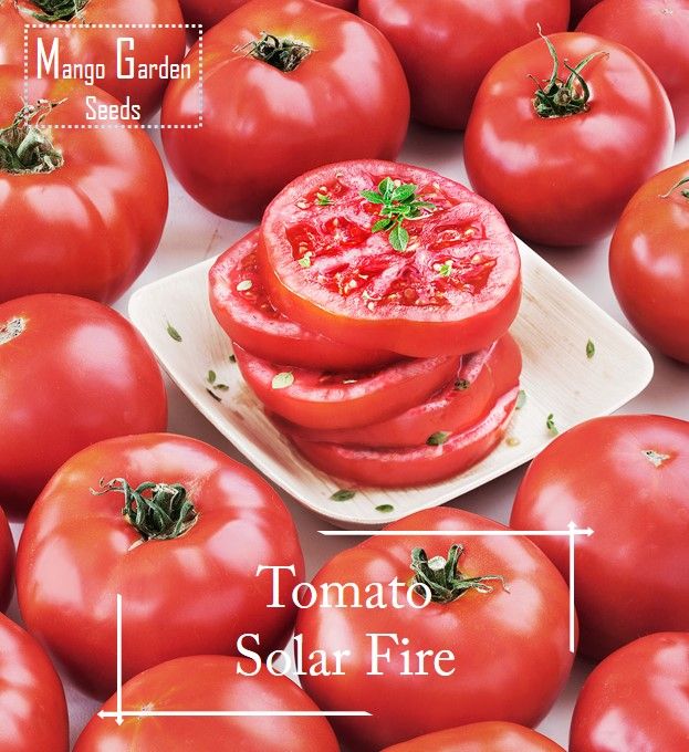 Tomato Solar Fire Seeds - 20 seed *Pot Friendly*Size Medium Large ...