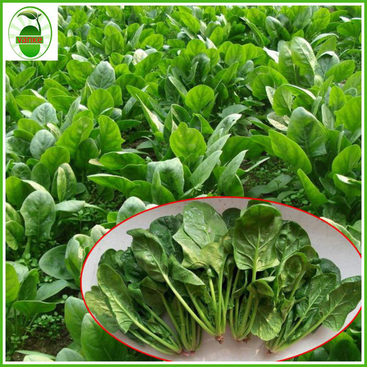 (100+ seeds) High-yield spinach | Lazada PH
