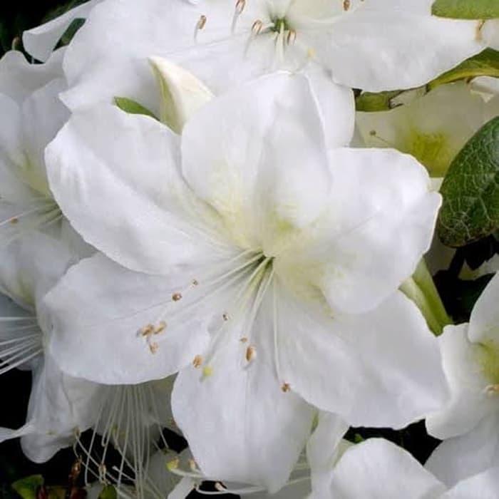 Tanaman bunga azalea putih | Lazada Indonesia
