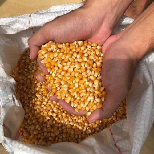 Pop Corn Biji Jagung Corn Kernel Bertih Jagung Magic Popcorn Kernel 爆米花 ...
