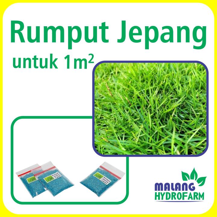 Benih Rumput Jepang Unggulan Berkualitas biji bibit repack untuk 1 ...