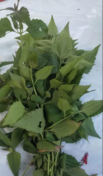 DAUN KIRINYUH SEGAR / Daun marenggo segar / daun kopasanda segar ...