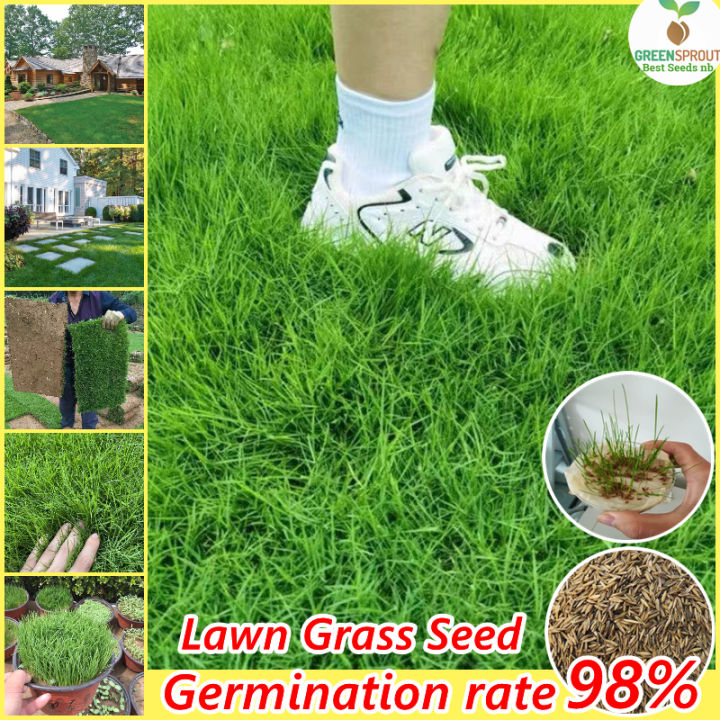 Easy To Grow丨High Quality Lawn Grass Seeds for Greening Planting (200 ...