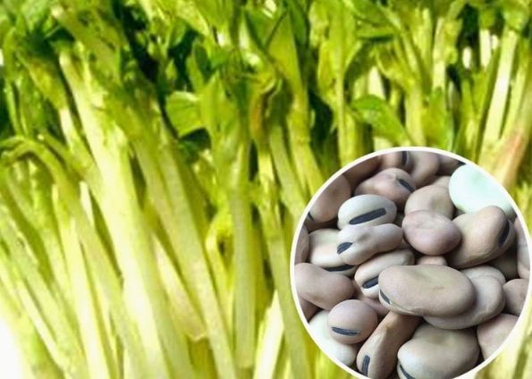 Broad bean sprout seed Broad bean sprout seed broad bean seed ...