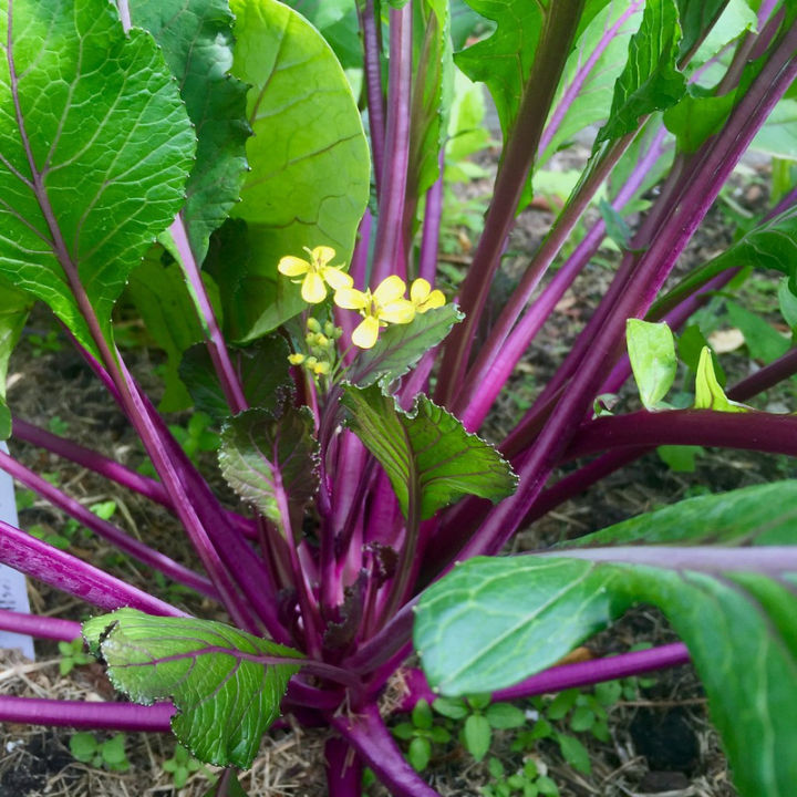 Kedai 16 Benih Biji Red Purple Choy Sum Yu Choi Sam Chinese Flowering ...