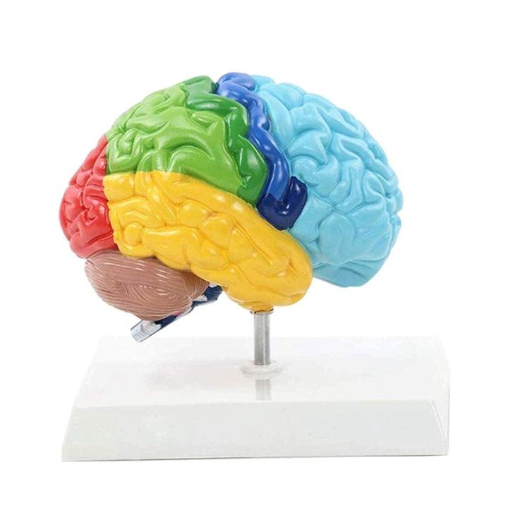Right Hemisphere of Brain Human Body Model Education Right Hemisphere ...