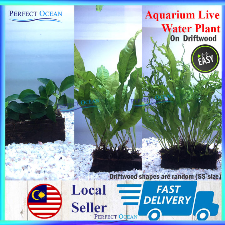 Driftwood Aquatic Plant Anubias Java Fern Windelov Waterplant Moss Low ...