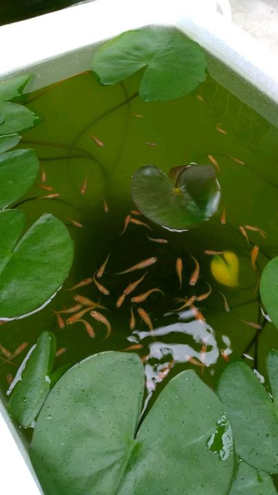 Rare Medaka Fish, Japanese Rice Fish, Oryzias latipes, メダカ 观背青鳉 5pcs ...