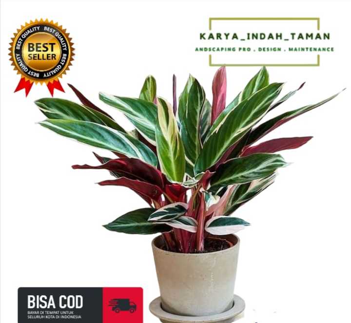 TANAMAN HIAS CALATHEA MULTICOLOR / CALATHEA MERANTI BALI | Lazada Indonesia