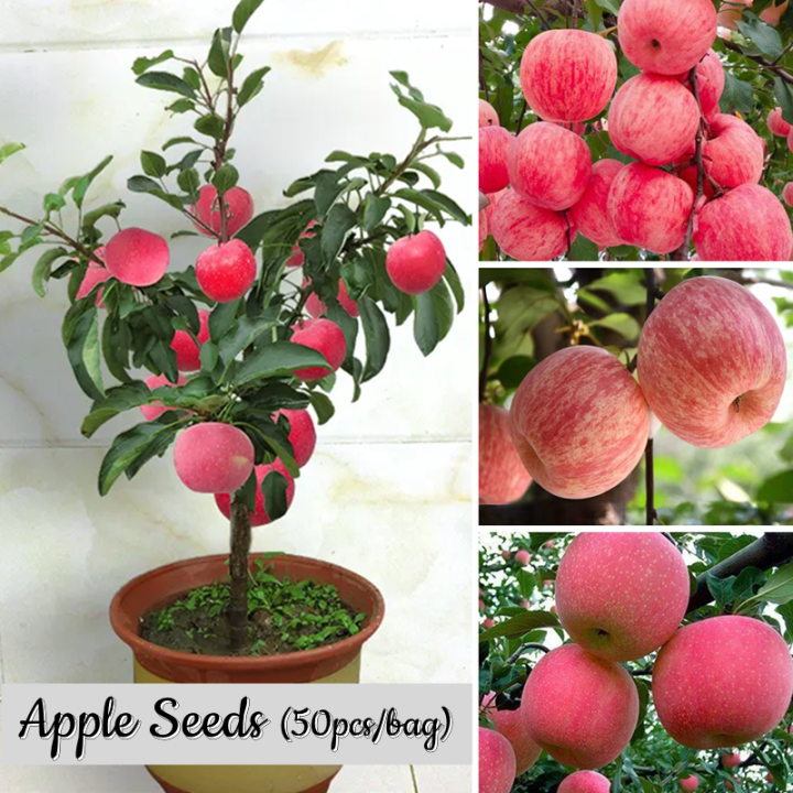 Malaysia 50pcs High Germination Apple Seeds 苹果种子 Very Good Dwarf Apple Plant Fruit Seeds for ...