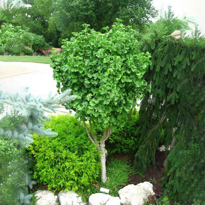 Ginkgo biloba seedlings with golden leaves live seedlings courtyard ...