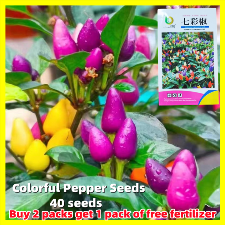 Colorful Pepper Seeds - High Yielding Variety 40 Seeds Hot Chili Pepper ...